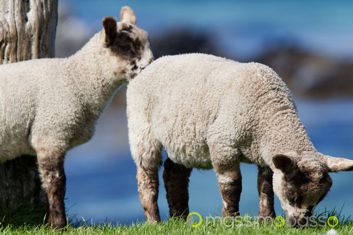 Pecore delle Isole Shetland: la bellezza nella semplicità